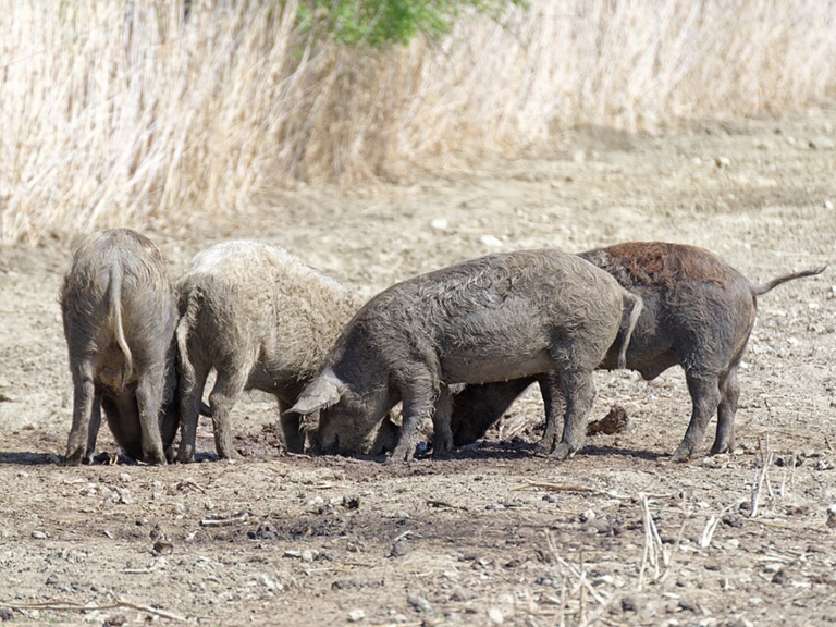 Farm pigs were abandoned in Fukushima after the 2011 nuclear disaster ...