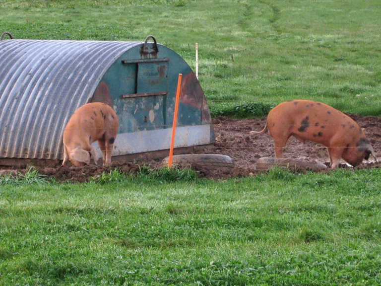 Farm pigs were abandoned in Fukushima after the 2011 nuclear disaster ...