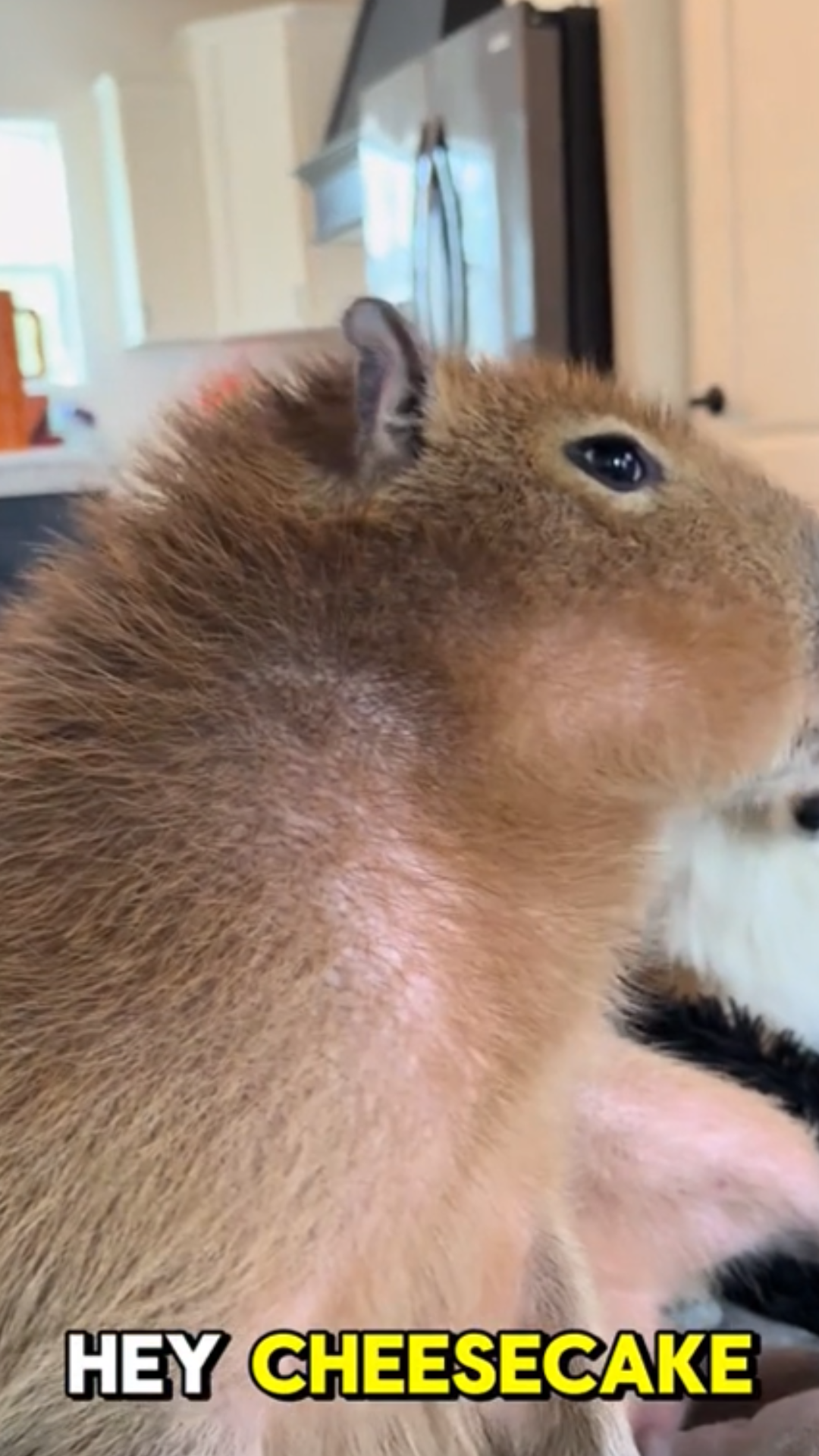 Did she actually like it? Capybara reactions that'll make you laugh!