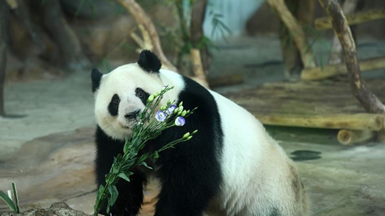 Panda mimics zookeeper’s stroll in viral video, sparks fascination with ...