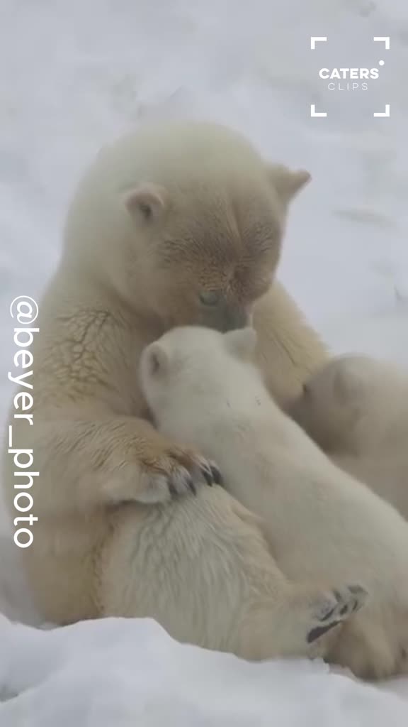 Adorable polar bear cubs cling to mother