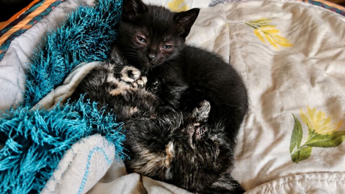 Woman adopts two kittens online and uncovers a web of lies from the seller