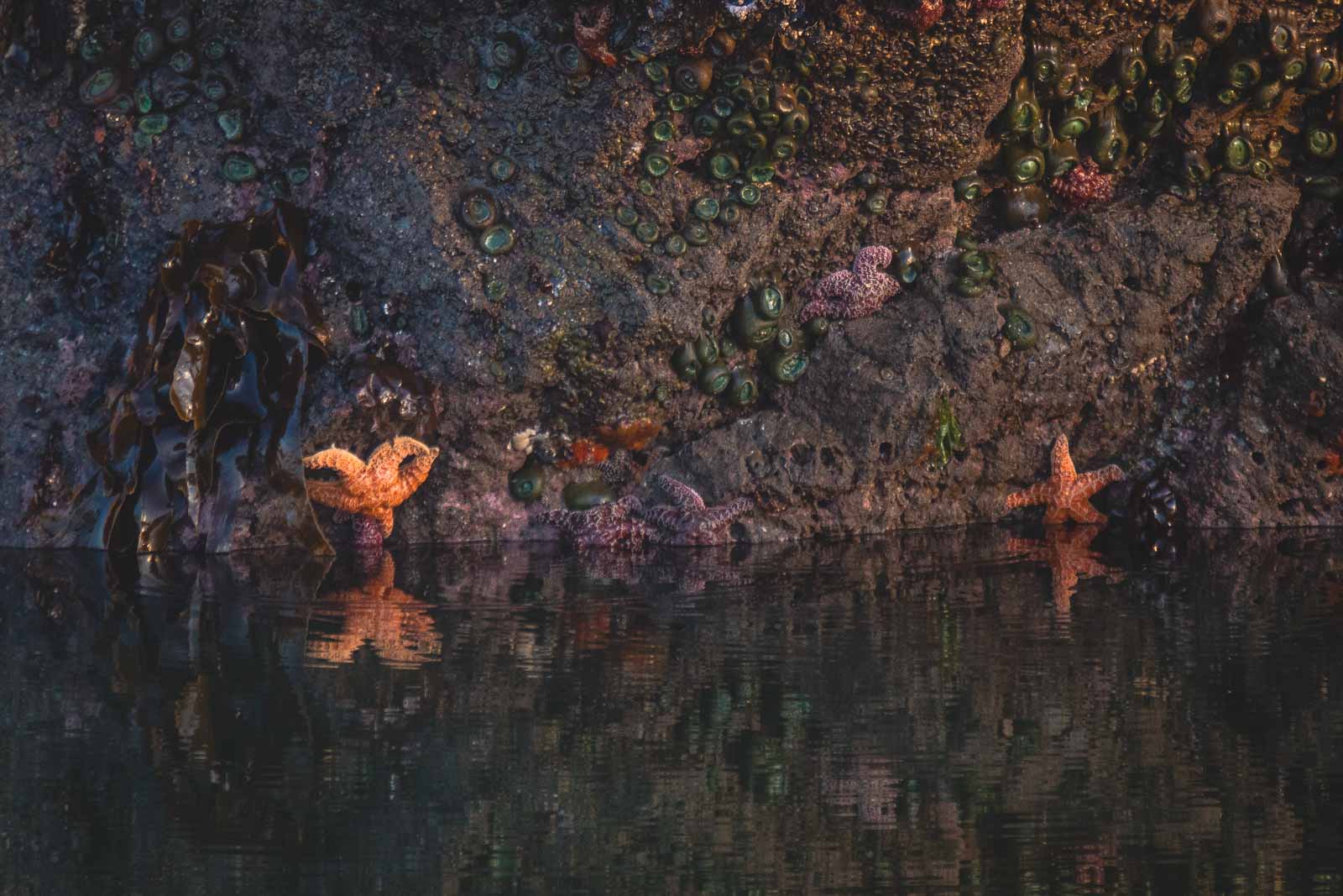 Best tide pools on the Oregon coast: 7 spots worth exploring