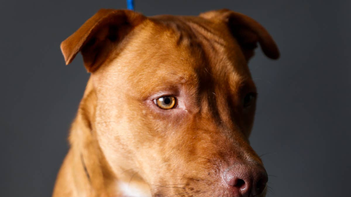 Pit bull mom was told to 'get a man and have kids' — her response has ...