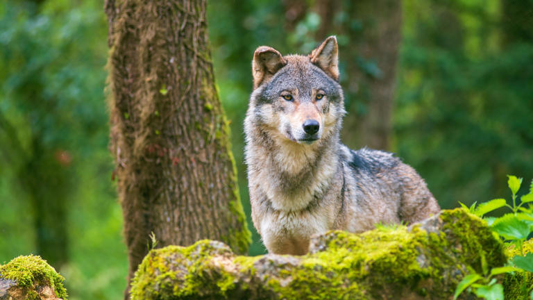 Wilk na posesji na Podkarpaciu. Zbliżył się do małego dziecka