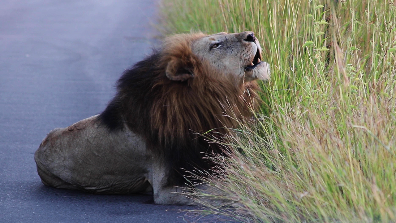Shocking lion's roar establishes dominance at Kruger National Park