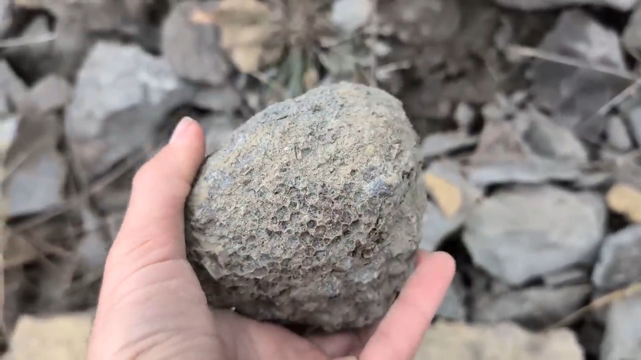 He stopped at a Kentucky road cut - "450 million years later" - then ...