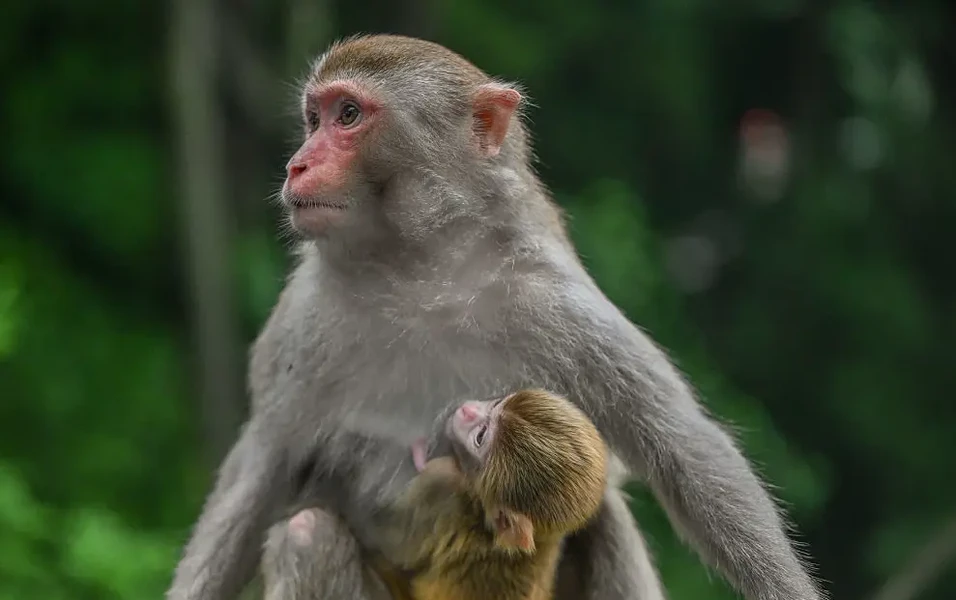 How AI is rewriting the story of monkey life