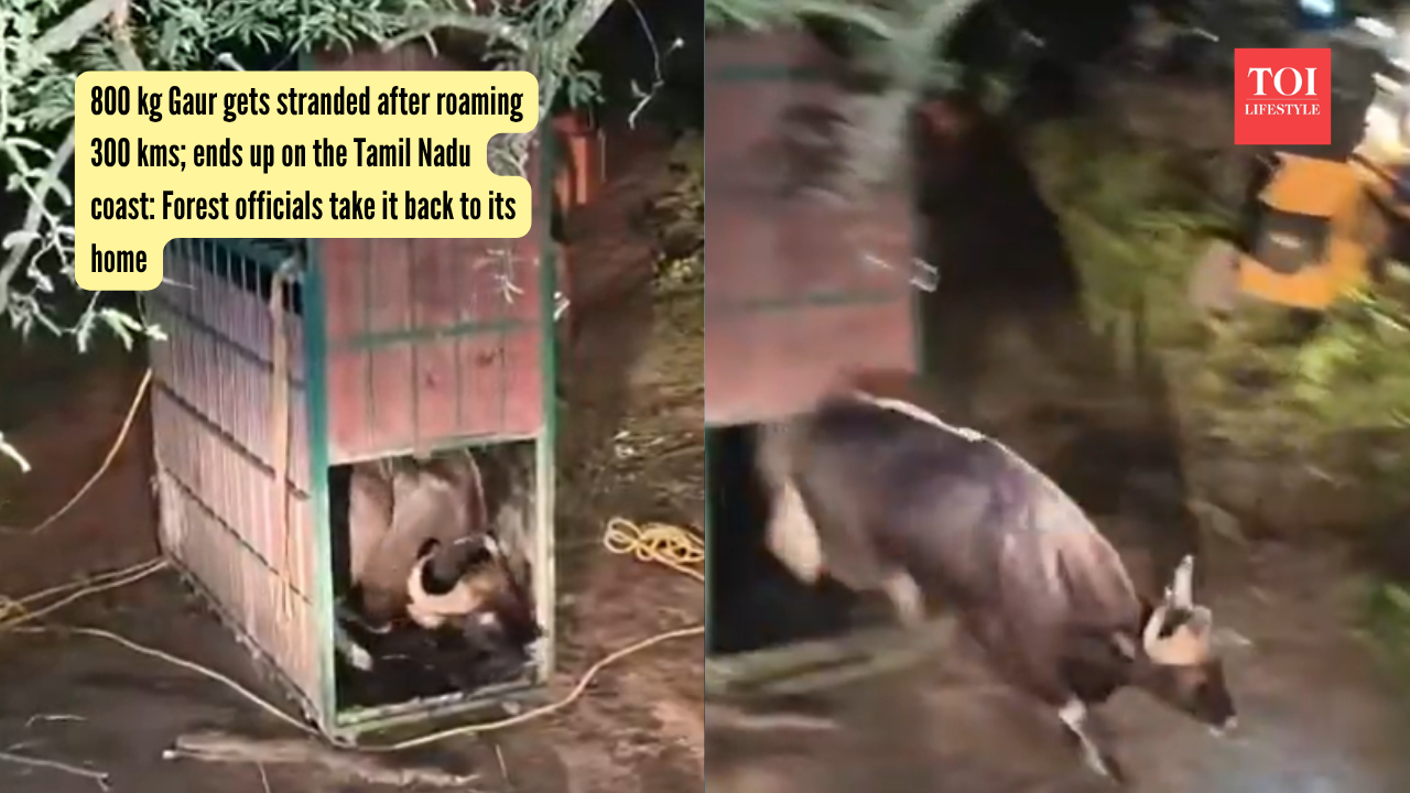 Wild gaur gets stranded after roaming 300 kms; ends up on the Tamil ...