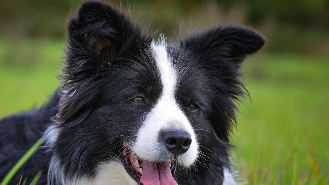 Border collie's tender first meeting with puppy sister melts hearts