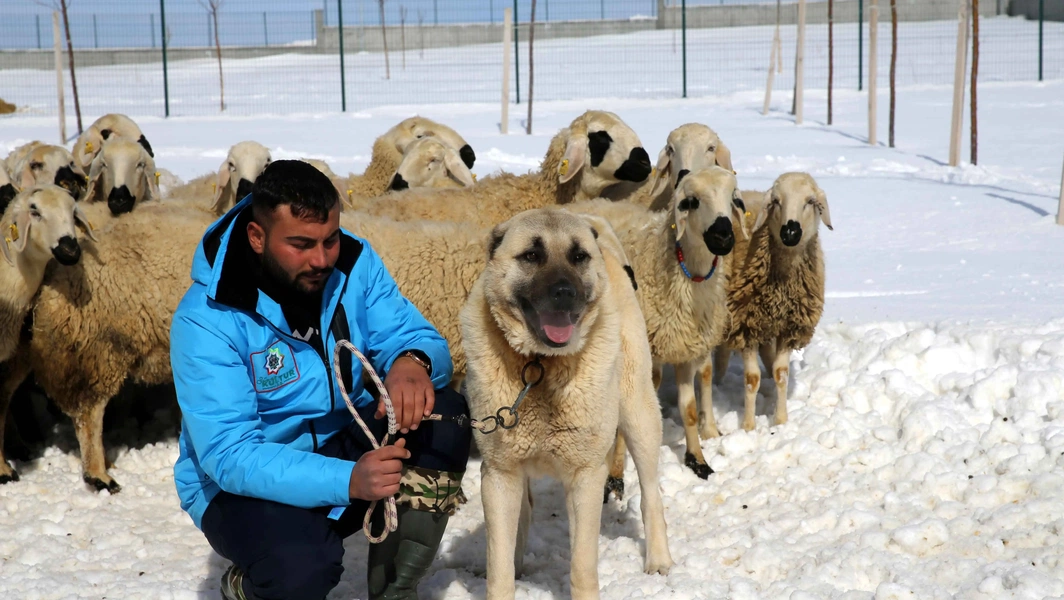 Living with the legendary Kangal dog