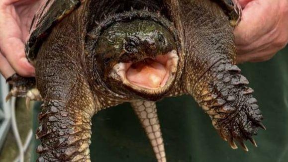 American snapping turtle with bite like a car door found at Welsh ...