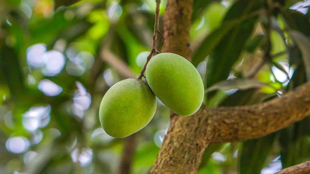 9 mangoes that are not grown in India and what makes them unique