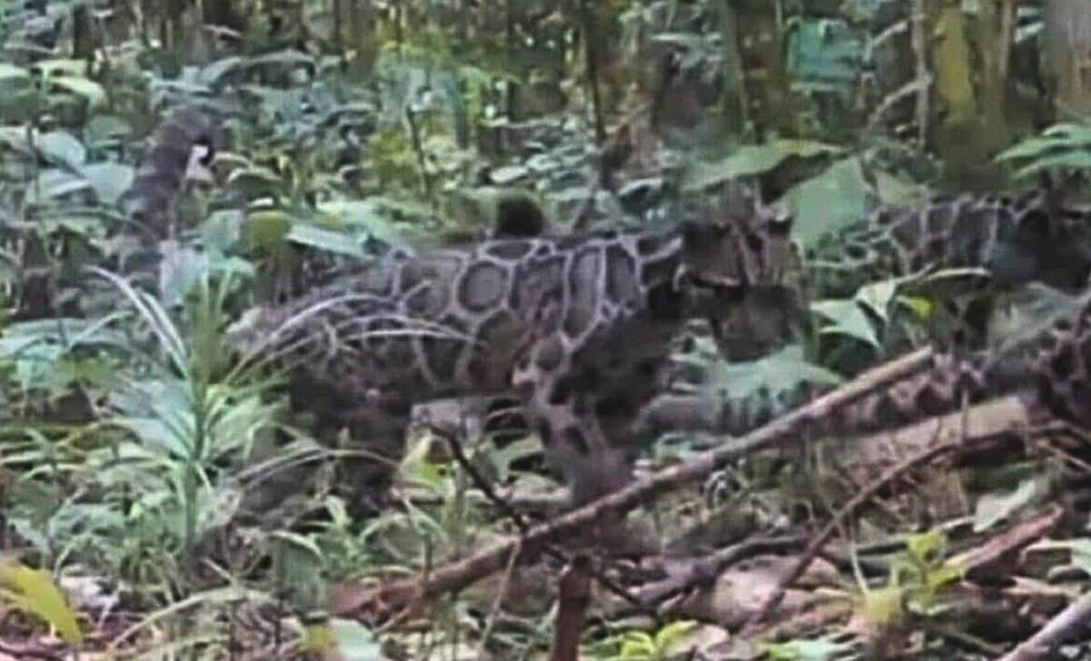 Camera traps deep inside a rainforest captured one of Earth’s rarest ...