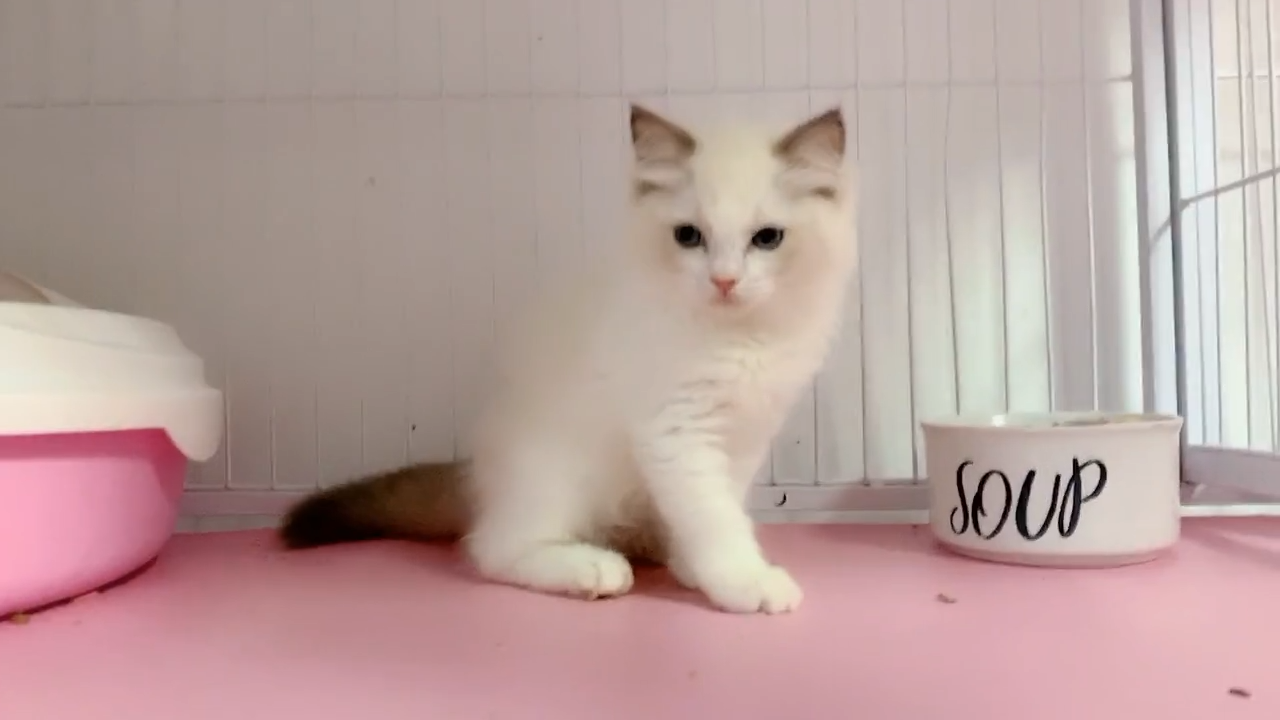 Fluffy white kitten posing beside food bowl in cozy space