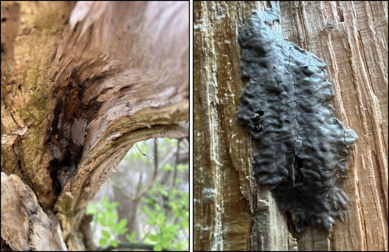 Dogs uncover invasive pests that experts missed in real-world vineyard ...