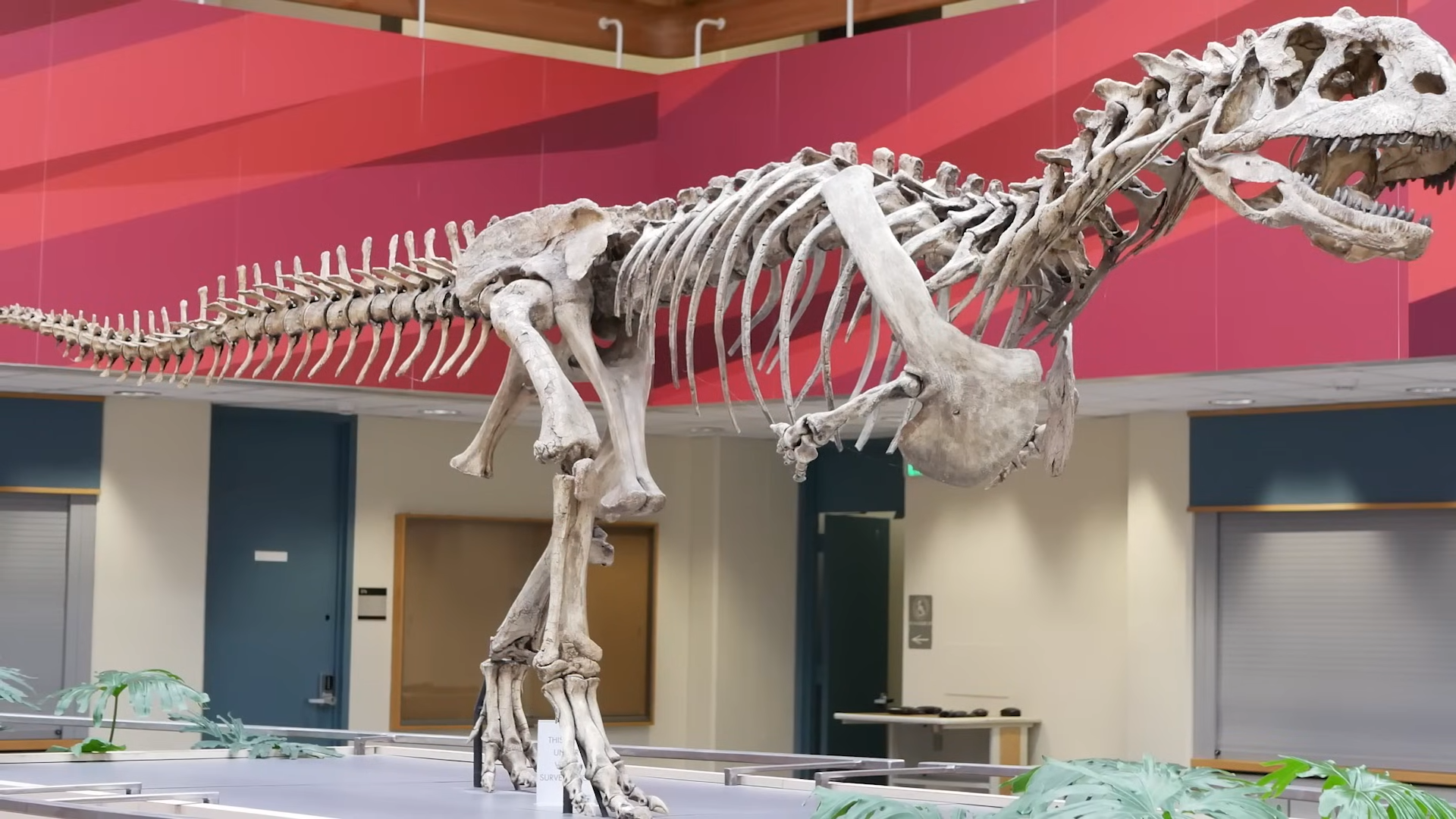 The dinosaur that ate its own kind - the horrifying story of Majungasaurus