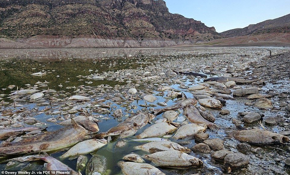 Arizona lake forced to close after all fish die