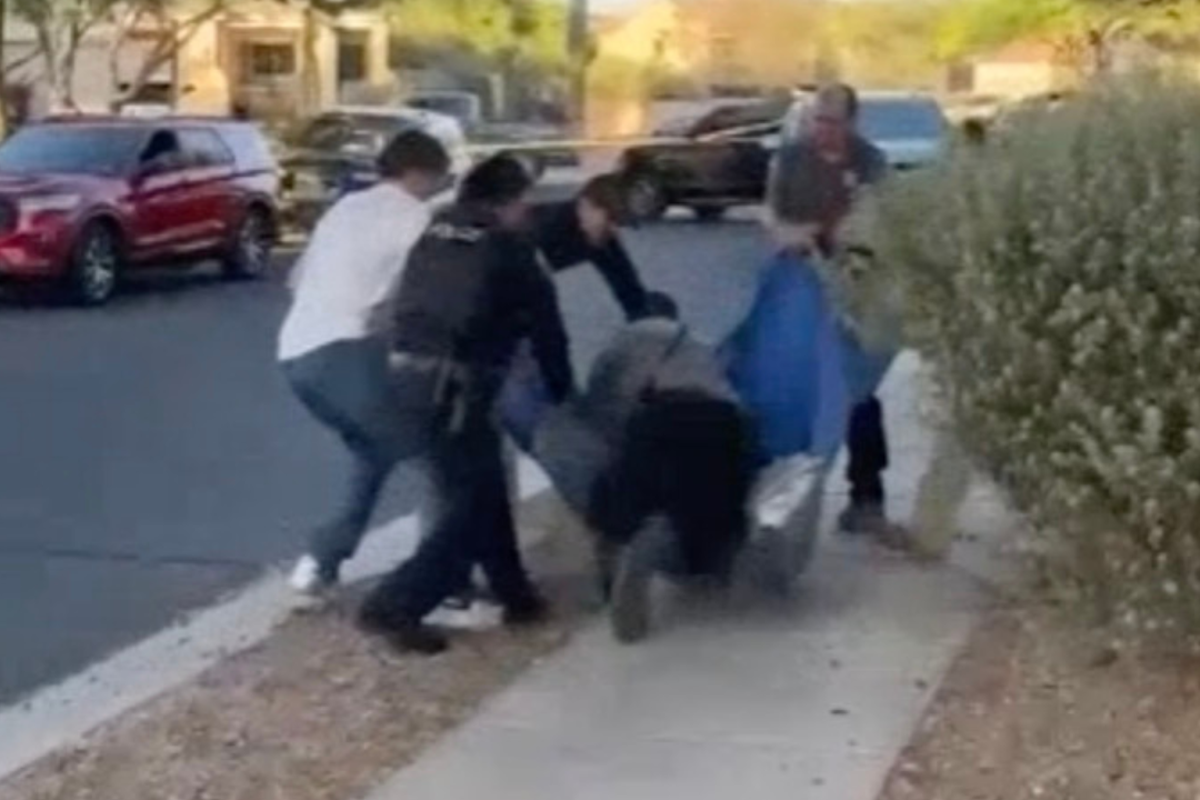 Bear rescue takes comic turn as officer tumbles onto sedated animal