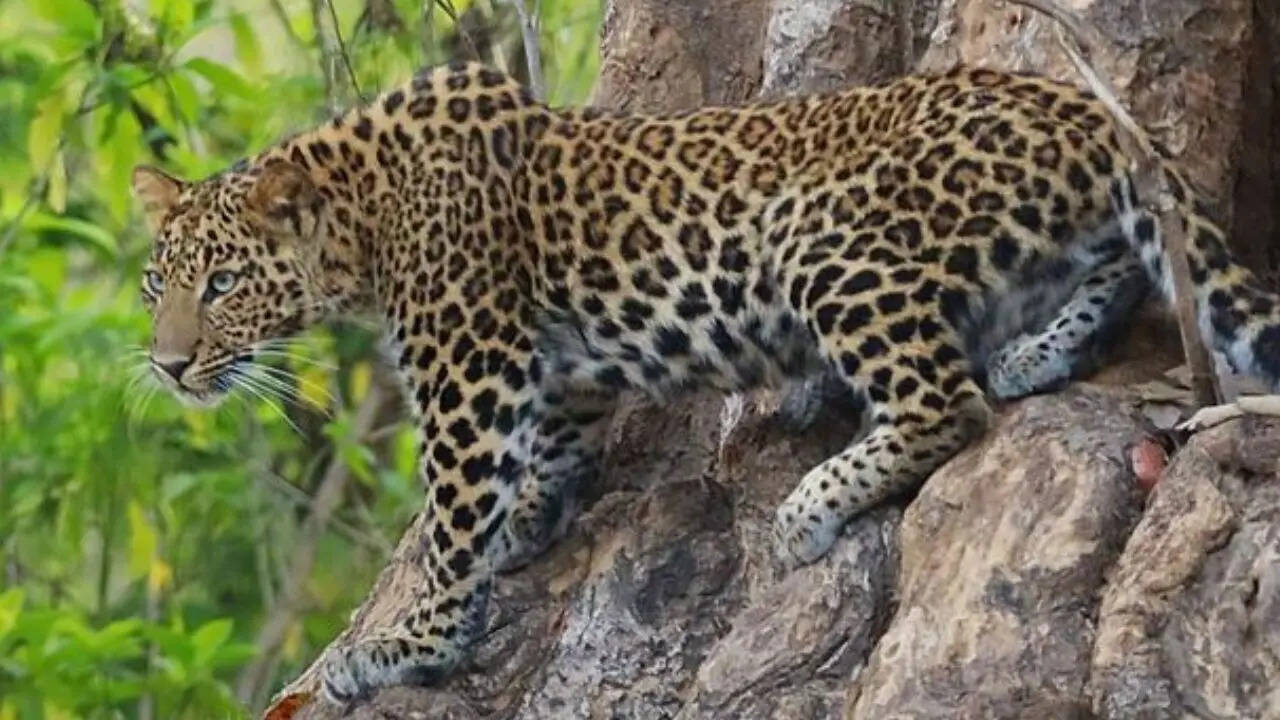 9-year-old girl killed after leopard drags her while sleeping in UP's ...