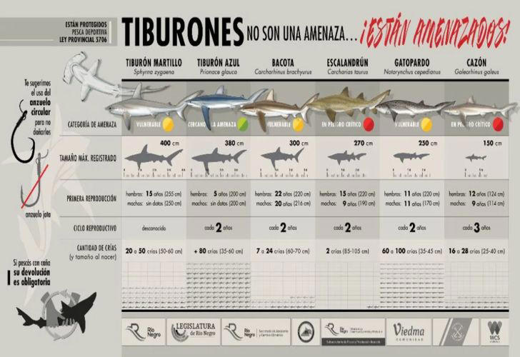 Tiburones en peligro: colocan carteles informativos para fortalecer la ...