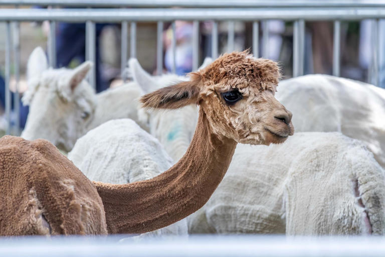 In pictures: Foodies and vendors enjoy Delapré Food Festival with live ...