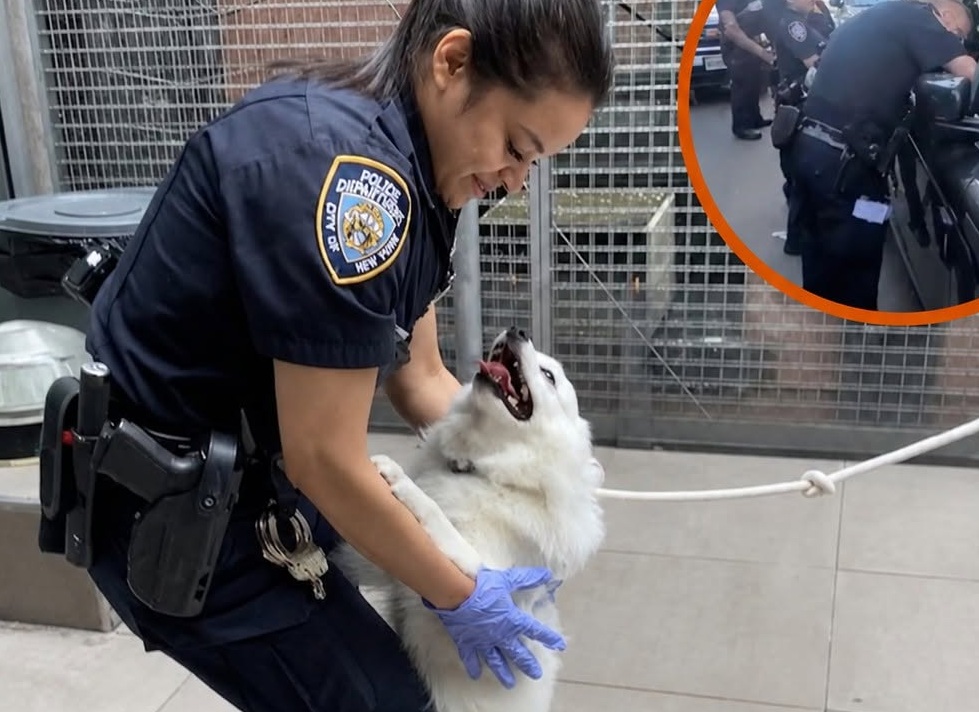 Salva un cane intrappolato nell’auto sotto il caldo: un mese dopo lo ...