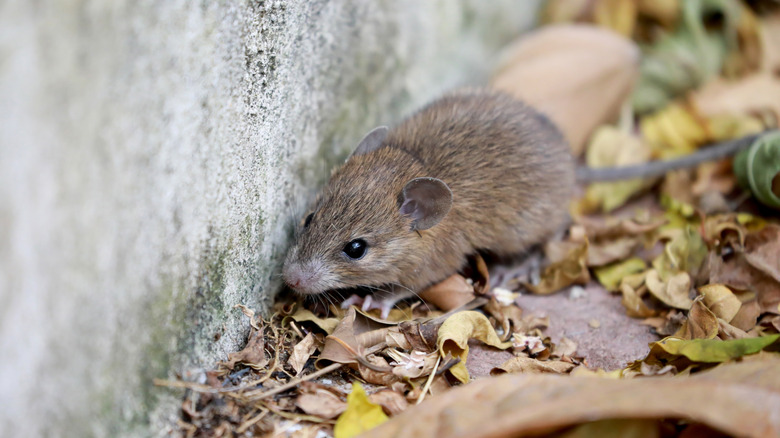 Smell-good scents that'll keep your home fresh and deter pesky mice