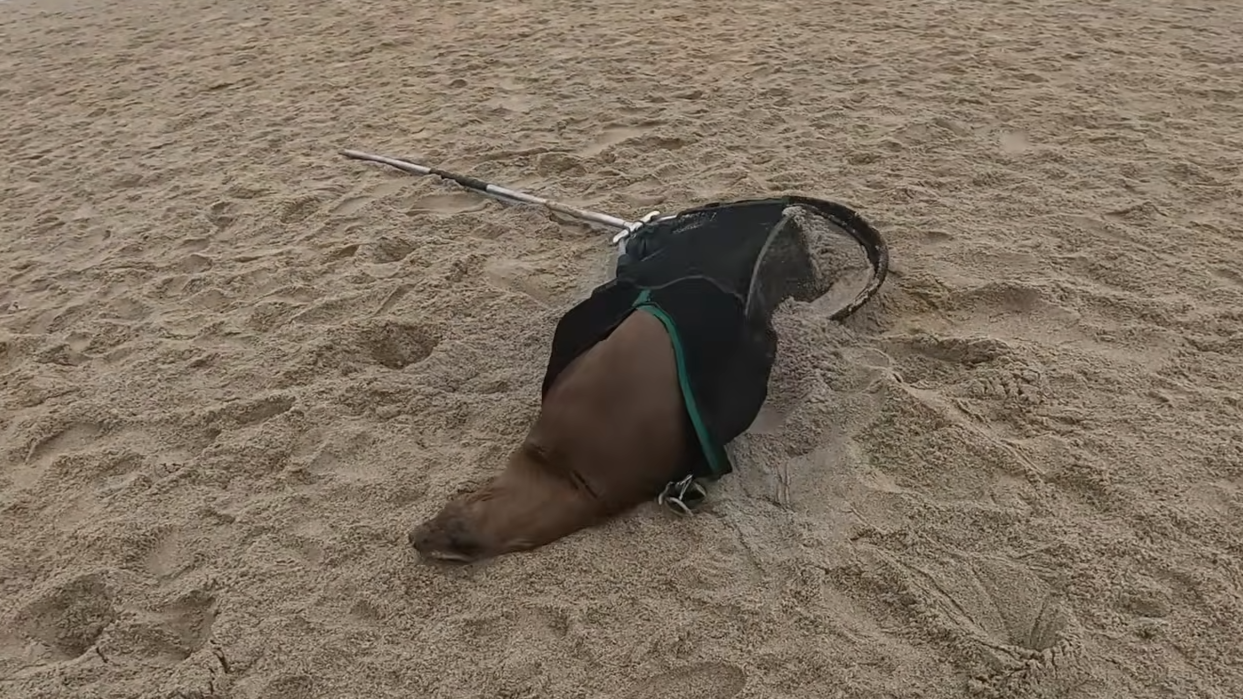This massive seal had no idea the rope around her neck could kill her