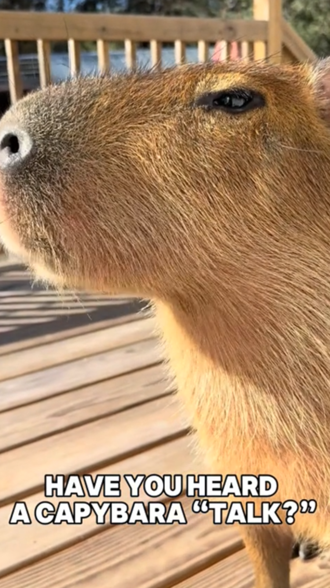 How capybaras communicate through their many sounds