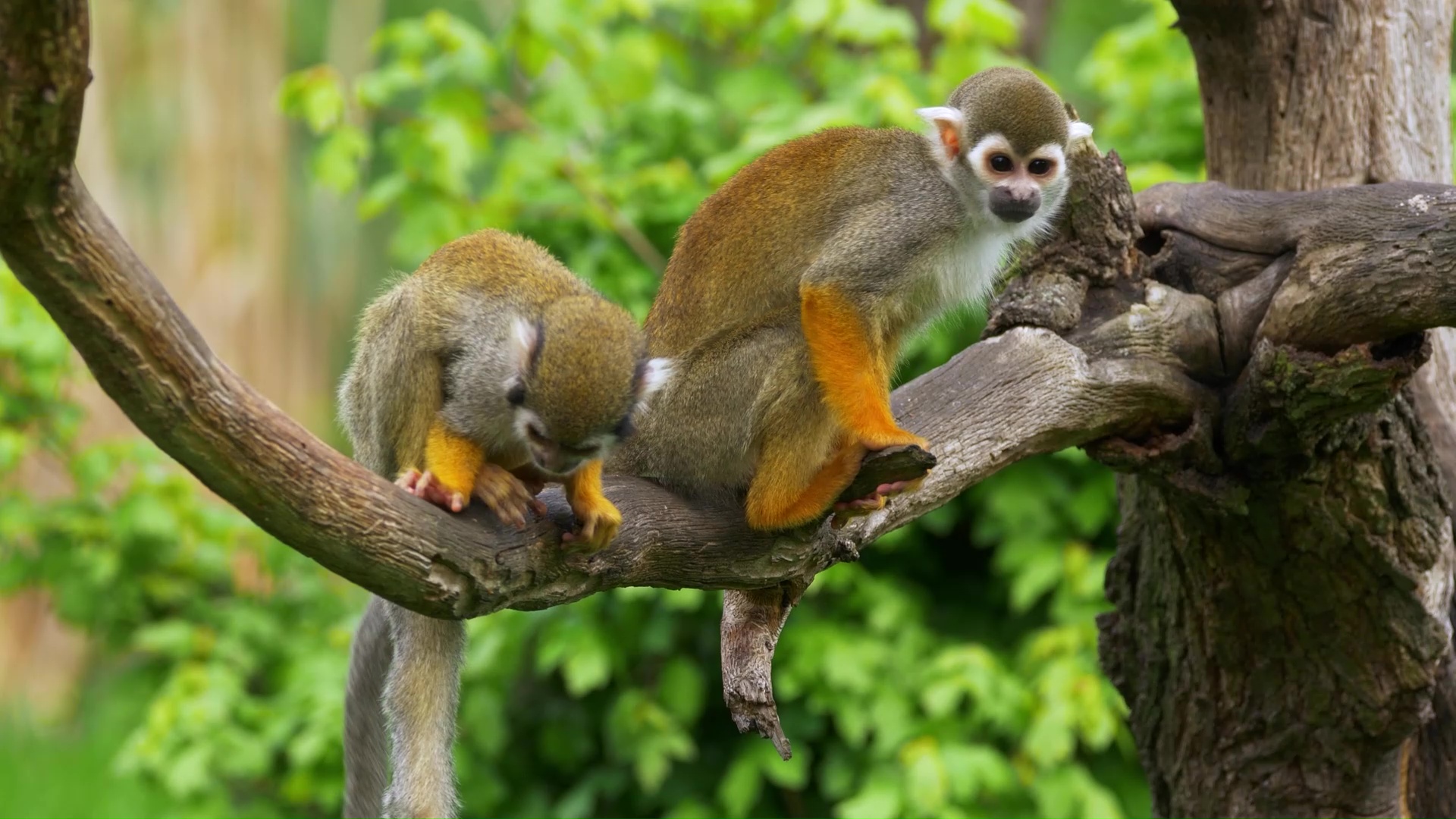 How squirrel monkeys survive and thrive in the wild