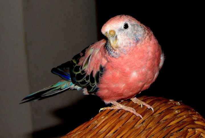10 apartment-friendly birds known for their quiet nature