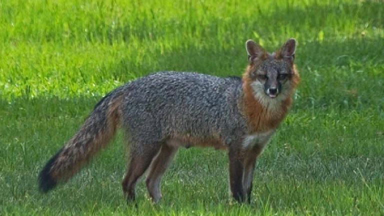 Rabid fox attacks woman, 2 dogs in Rockville