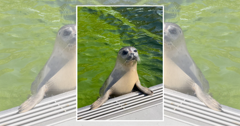 25 silly seals sealing the deal on supreme cuteness