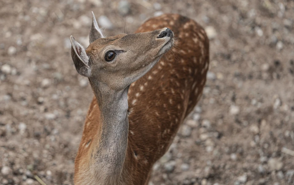 Ancient DNA reveals dramatic genetic shifts in deer and humans