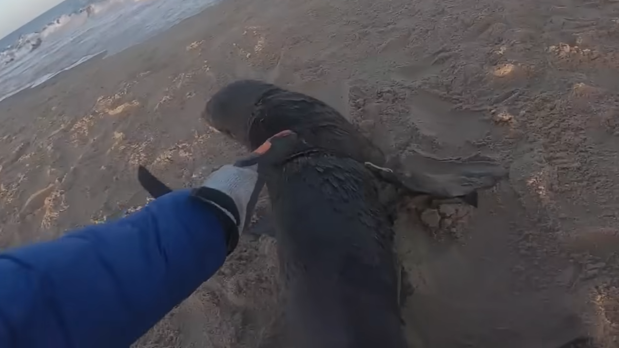 This poor baby seal was in so much pain she could barely move