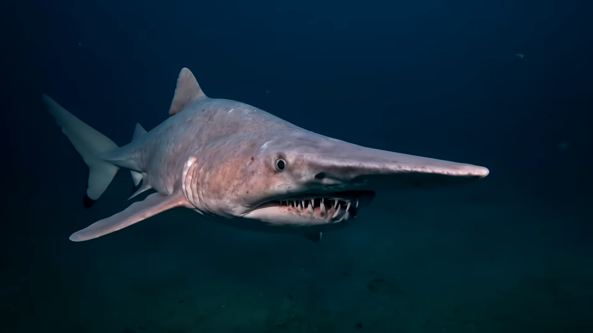 Deep-sea creatures so alien their discoverers struggled to believe them ...