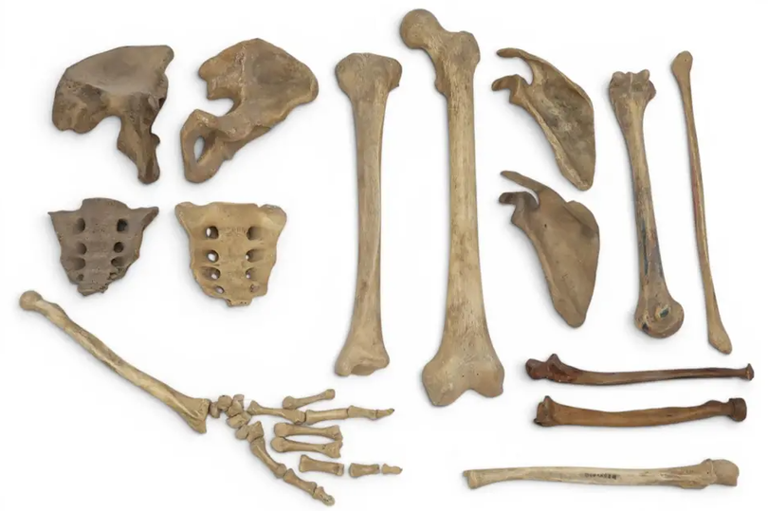 Bargain Hunt star's auction company slammed for selling human remains