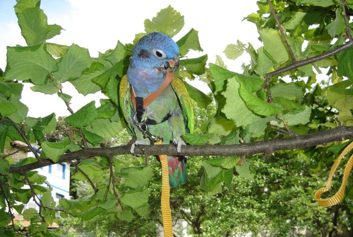 10 apartment-friendly birds known for their quiet nature