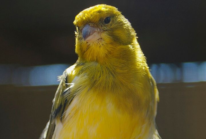 10 apartment-friendly birds known for their quiet nature