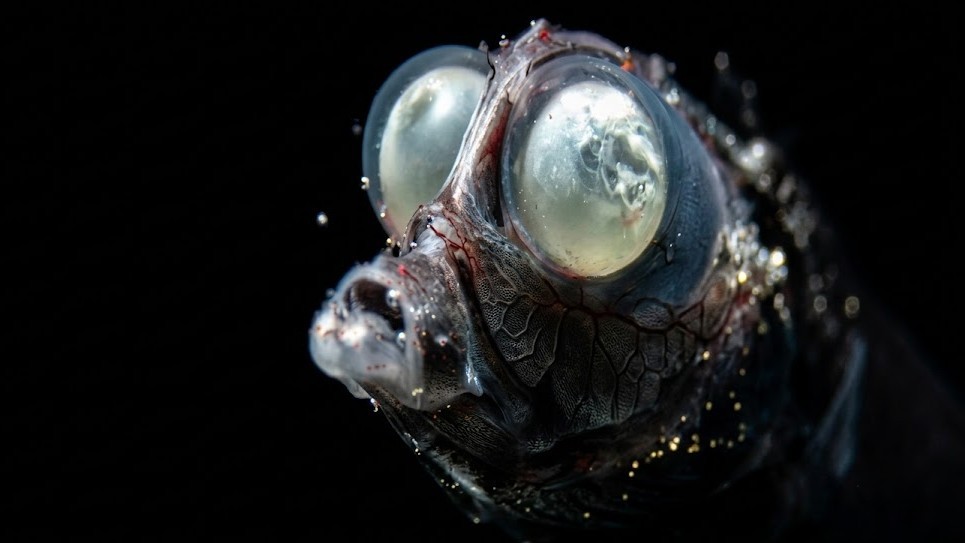 This 33-foot 'doomsday fish' just appeared again - and scientists are ...