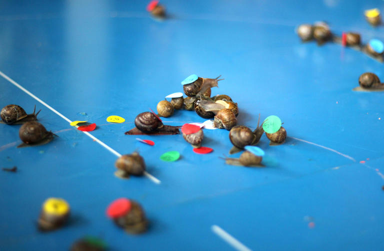 Eugene embraces yet another slimy tradition, a snail race