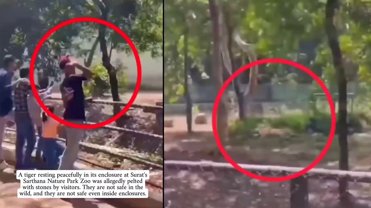 Shocking Surat zoo footage: Viral video shows visitors throwing stones ...