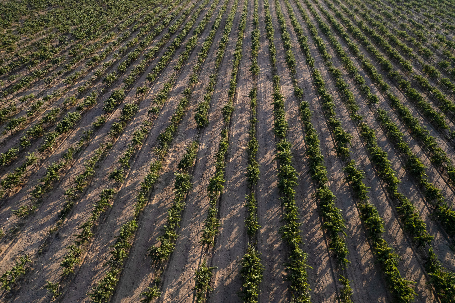 Countries with the most agricultural land