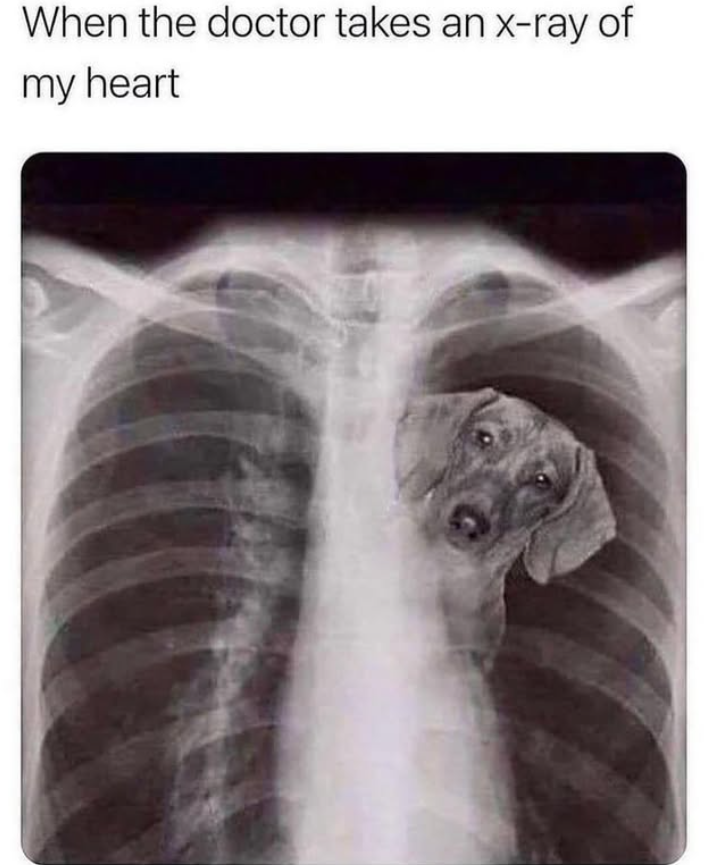25 downright delightful dog memes for dog dads indulging in ...