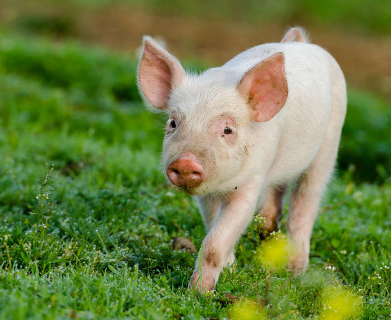 Rescued piglet finds safe haven after dramatic escape from meat truck
