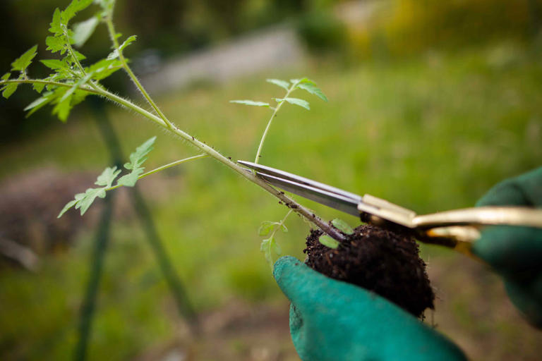 The difference between good and great tomato plants might come down to ...
