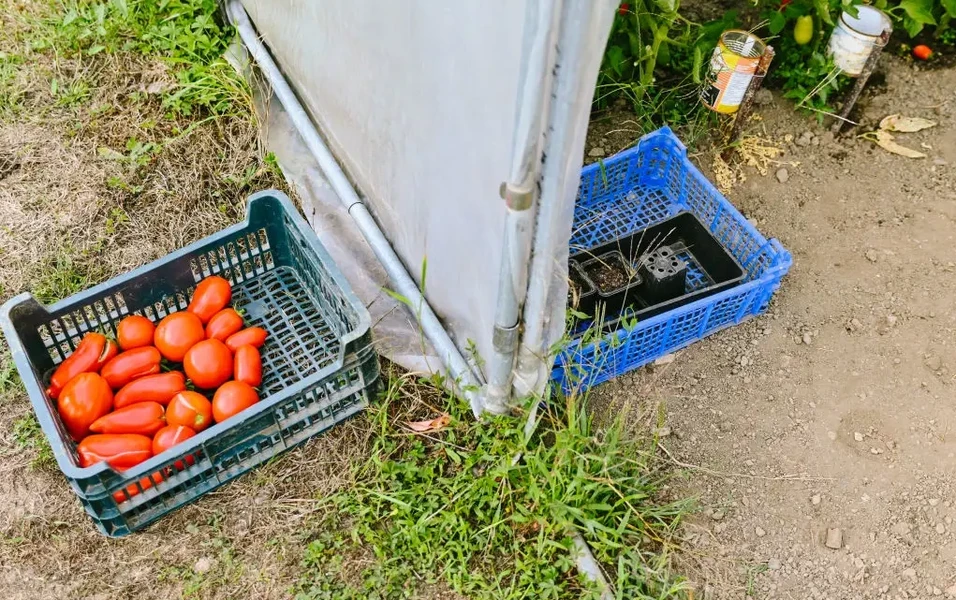 Gardeners repurpose dog crates to protect tomatoes from pests