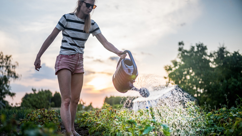 What happens if you water plants at night?