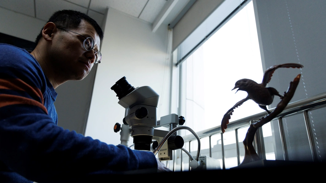 Four-winged dinosaur find may solve Changma fossil mystery